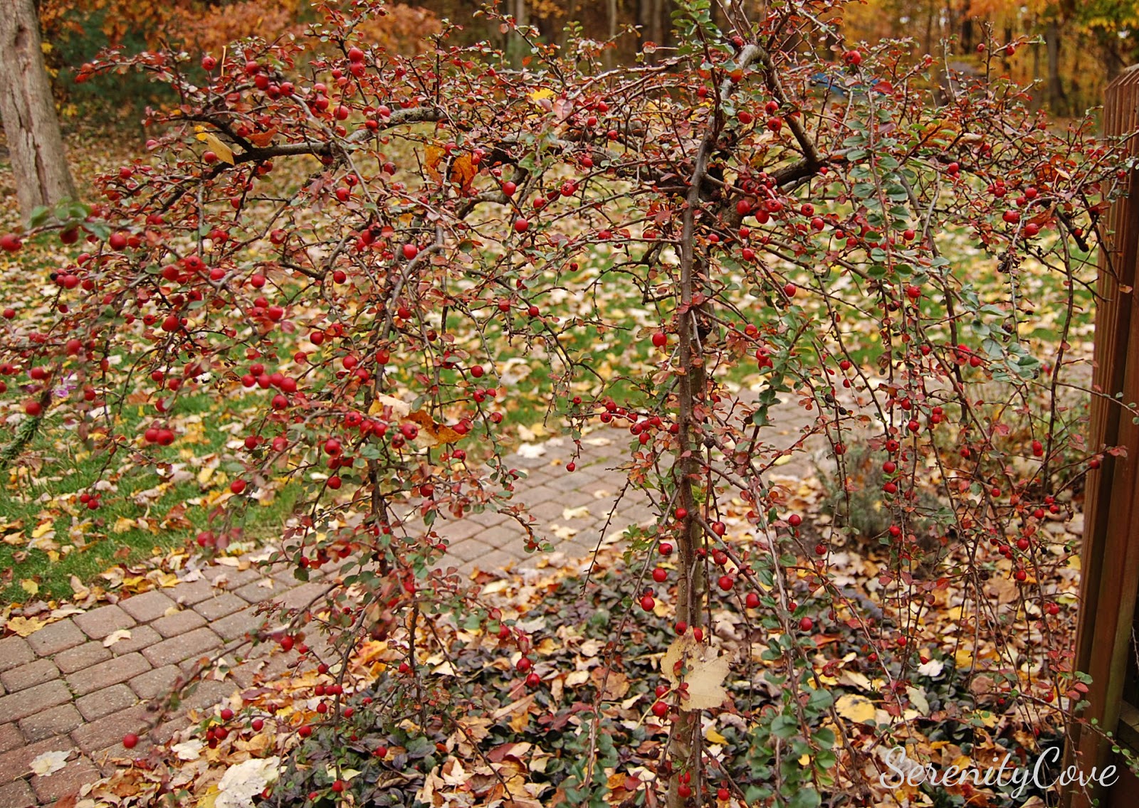 Serenity Cove: The Fall Garden