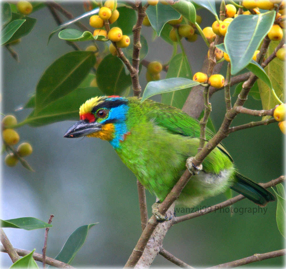wanzai99 PHOTOGRAPHY: Burung Takur Bukit