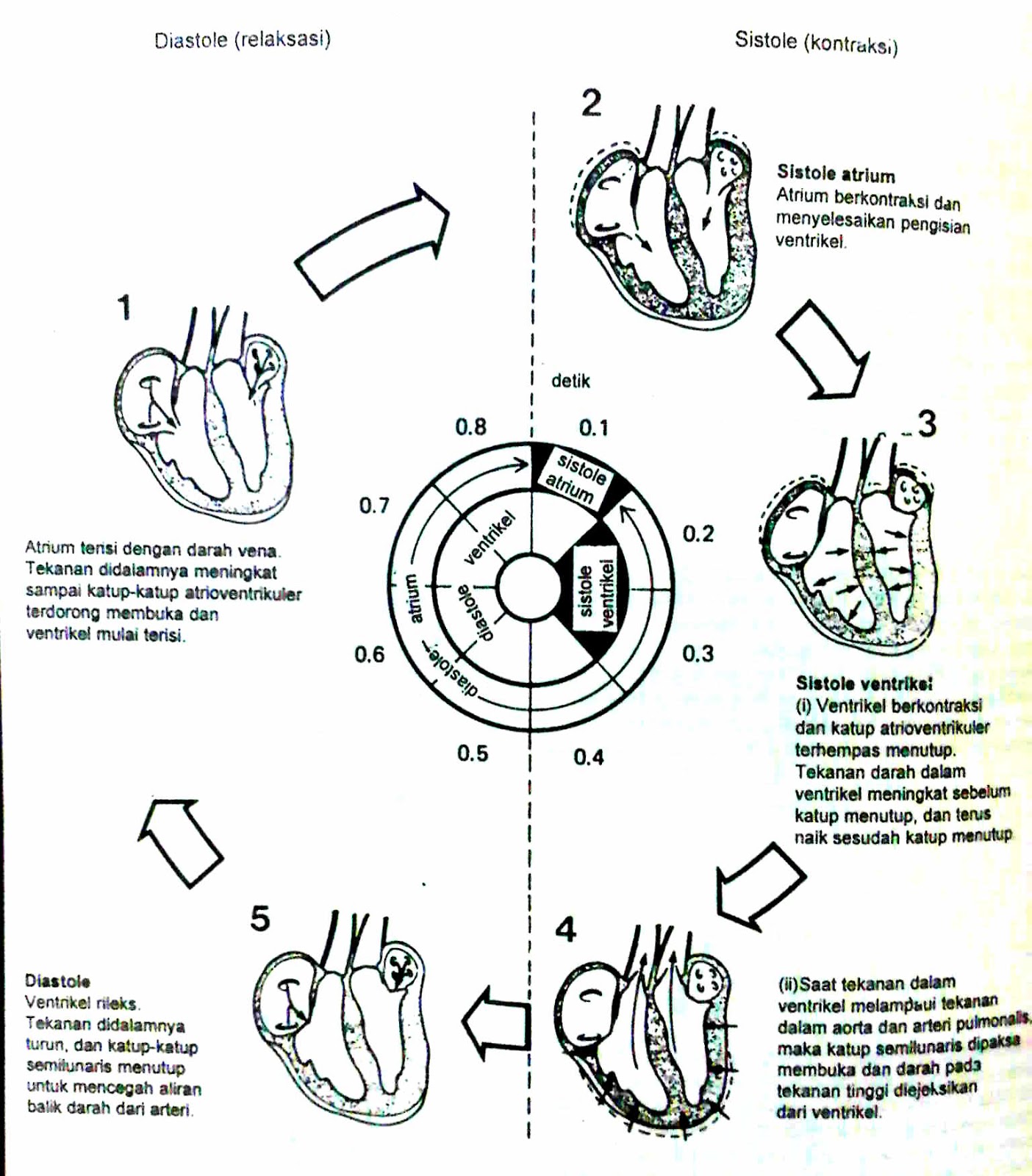 jantung fisiologi manusia | azizahamdi