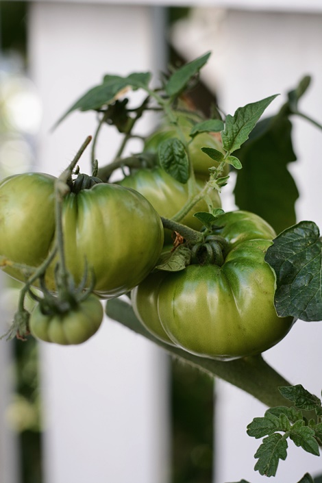 Rosor och ruiner: Nu finns det några som rodnar