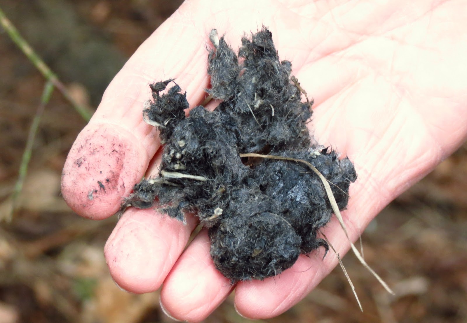 Owl Pellets - Travels With Birds