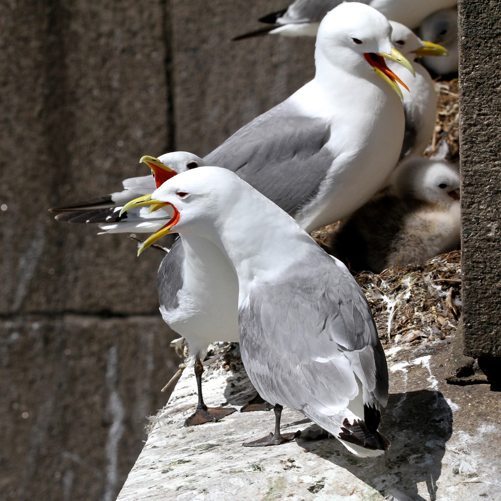 TrogTrogBlog: Bird of the week - Kittiwake
