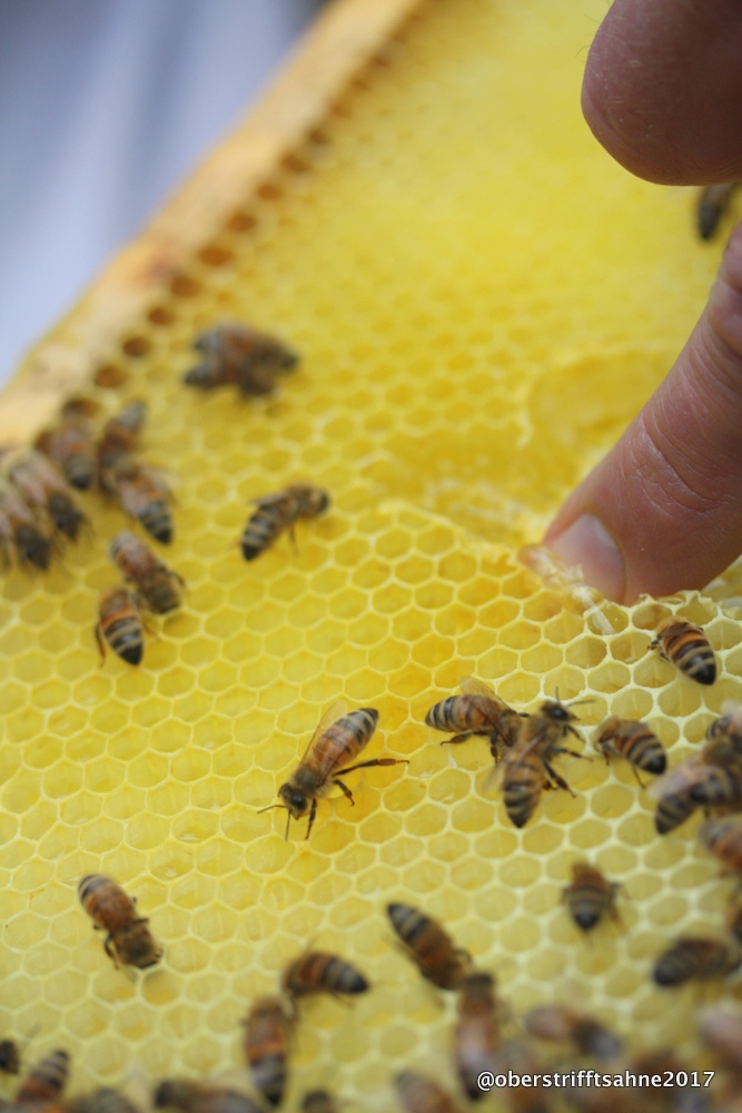 Mit der Slow Food Wurzeltour zum Bienenflüsterer Grolm auf Schloß Tonndorf