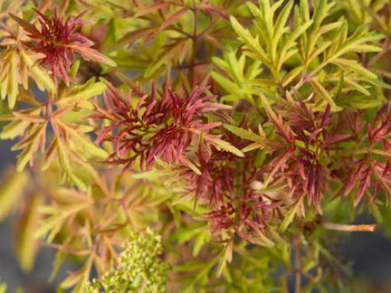 The Plant Hunter: Lemony Lace™ Sambucus