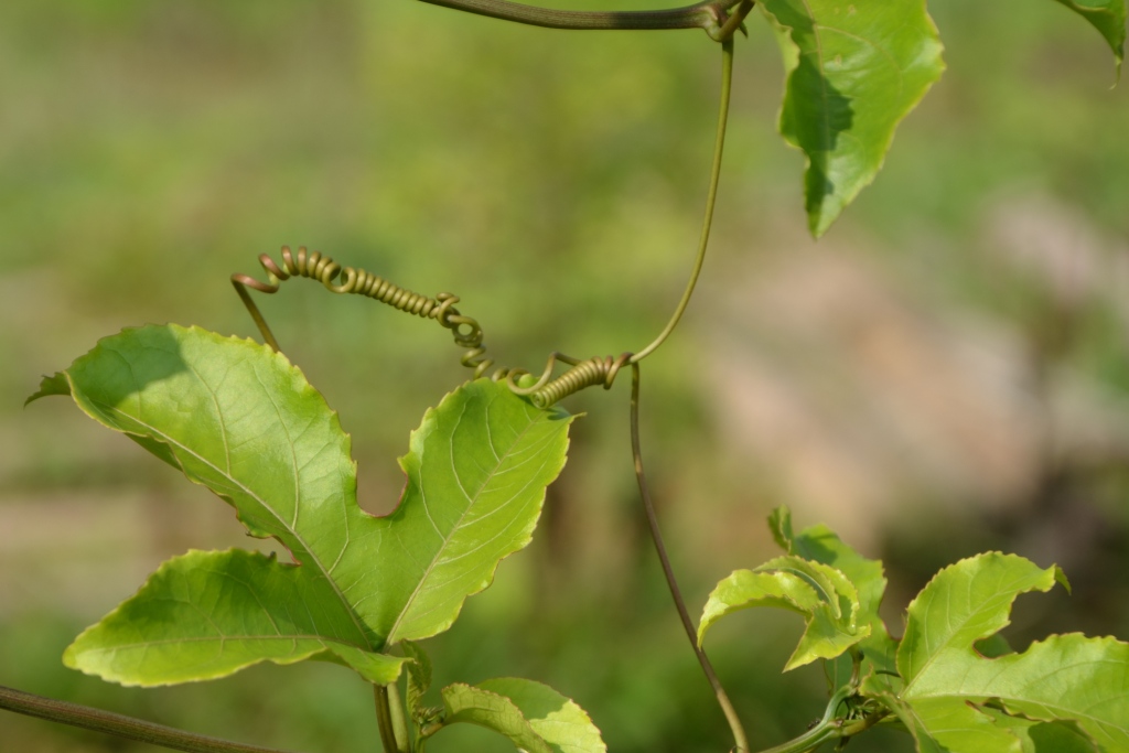 My little vegetable garden: Tendrils of markisa / passion fruits