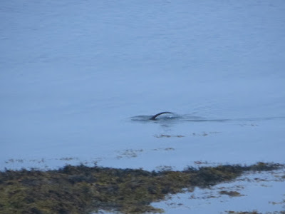 The Faery Folklorist: The Trows of Orkney and Shetland