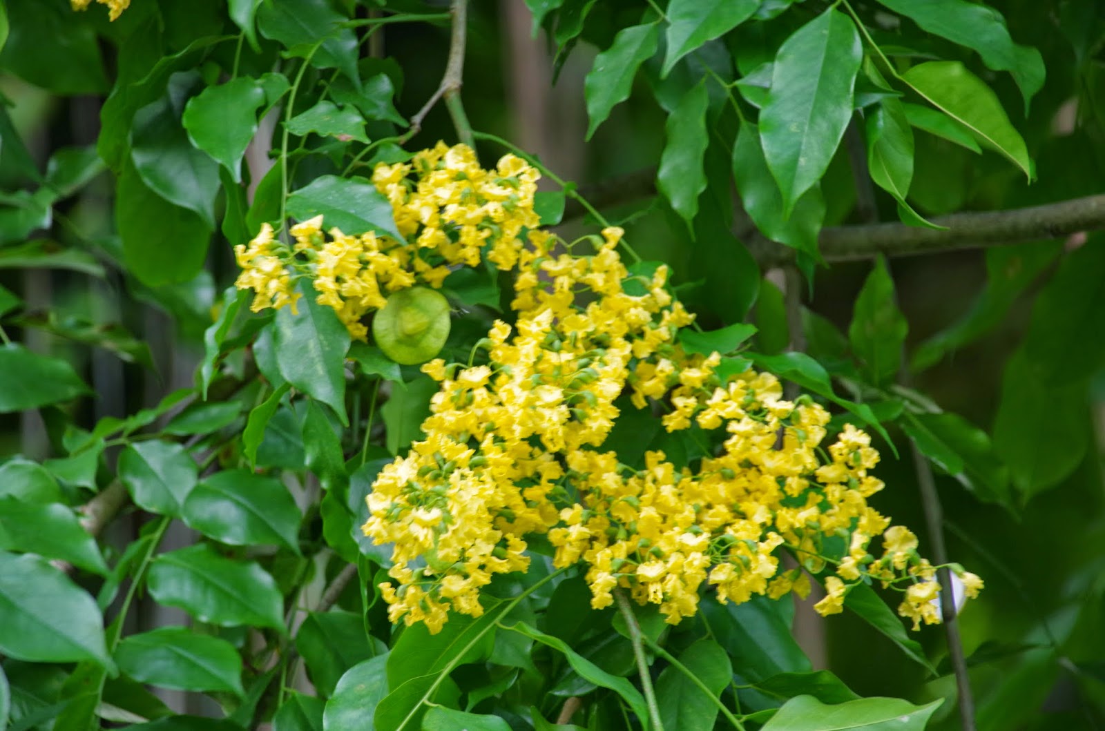 Trees and Plants: Angsana