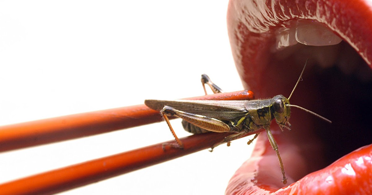5 PARA TODO: 5 razones para comer insectos.