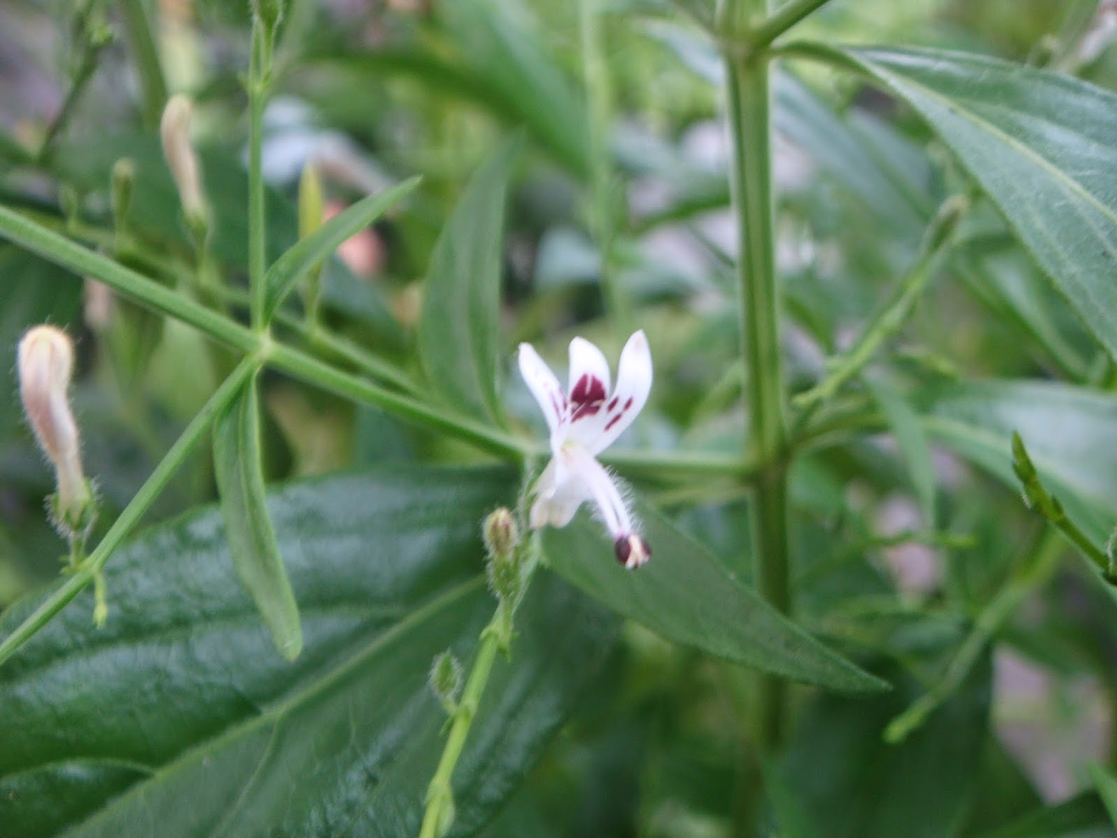 My Wonderful Timez.: Hempedu Bumi...