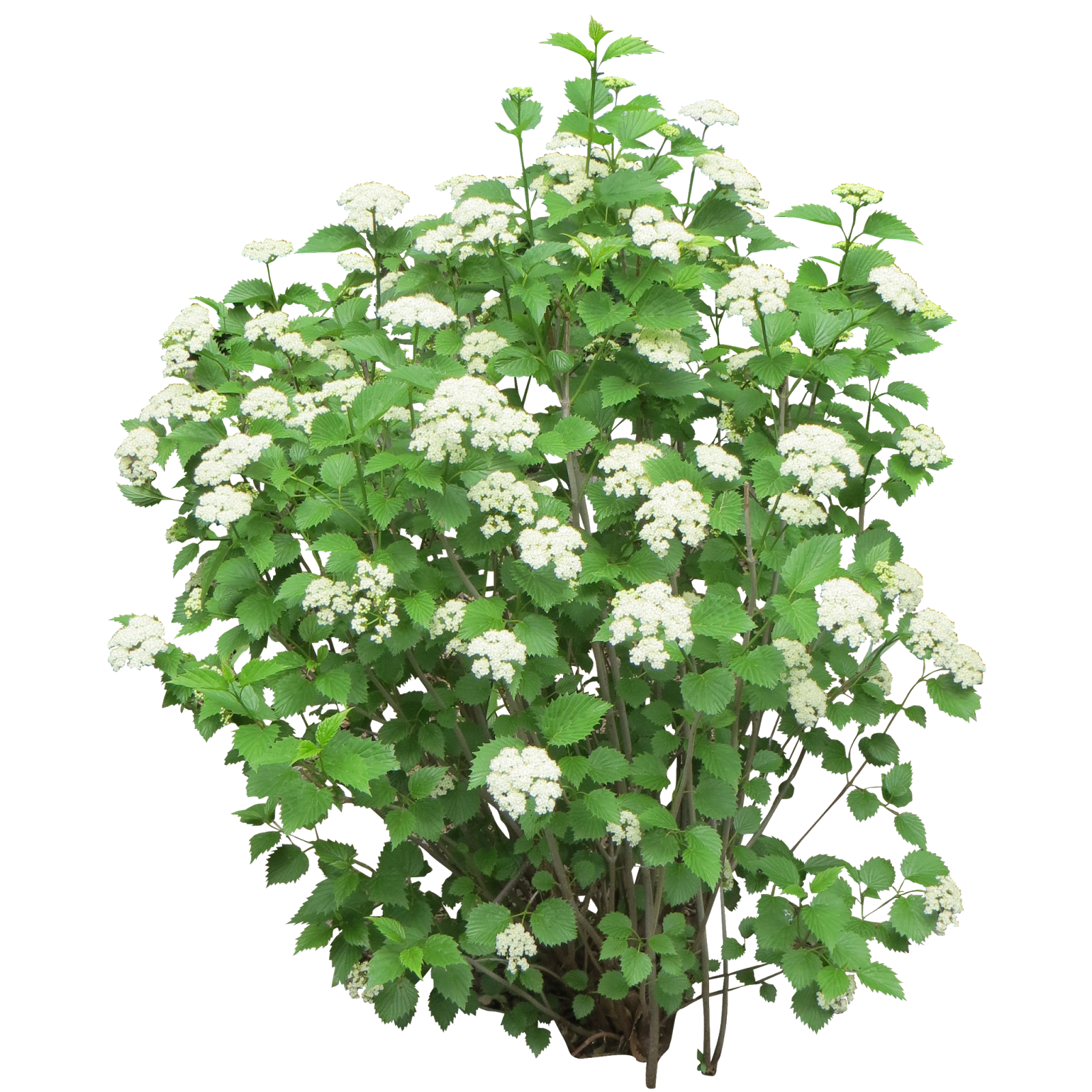 pouzolles textures : arbres,buissons et arbustes