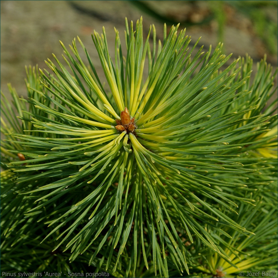 Plant Gallery - Encyklopedia Roślin: Pinus sylvestris 'Aurea' - Sosna ...