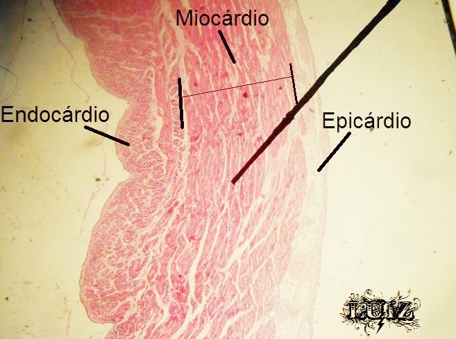 Histologia: Sistema Circulatório