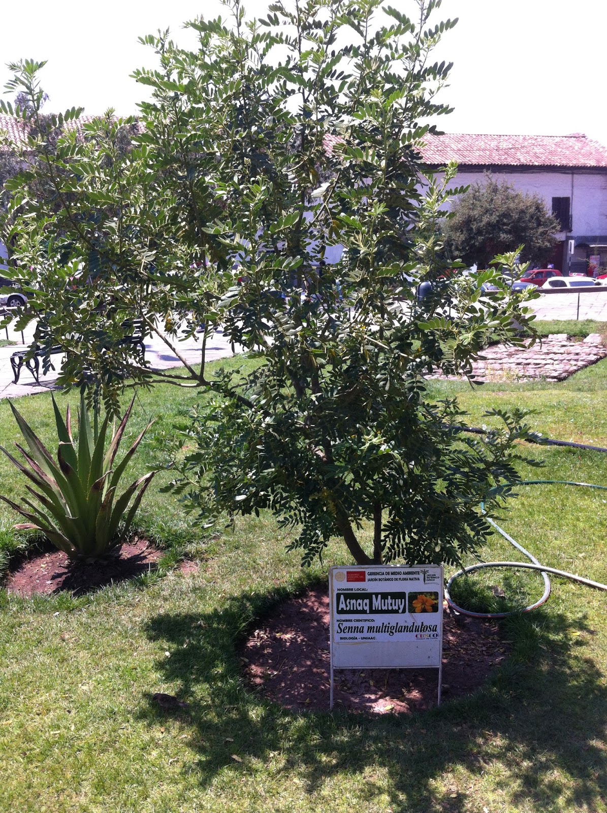 guia Cusco Peru: JARDIN BOTANICO DE LA PLAZA SAN FRANCISCO - PLANTAS DE ...