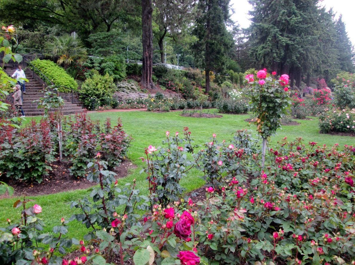 SLIKE I DOGADJAJI: Park ruža