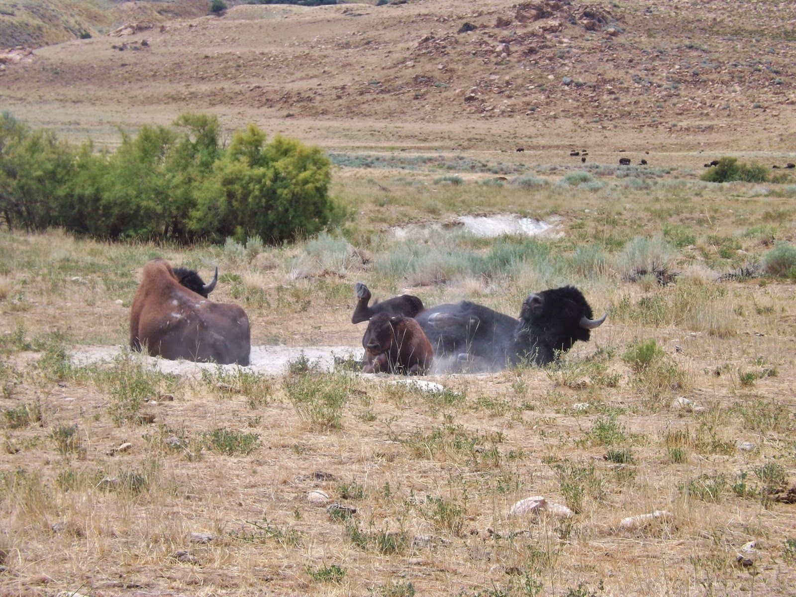 Hand Hug: Antelope Island
