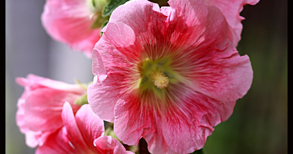 arnika: Malwa - sielski kwiat | Mallow - an idyllic flower