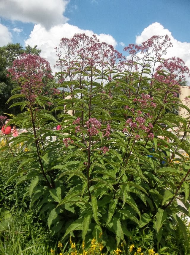 Future Plants by Randy Stewart: Eupatorium