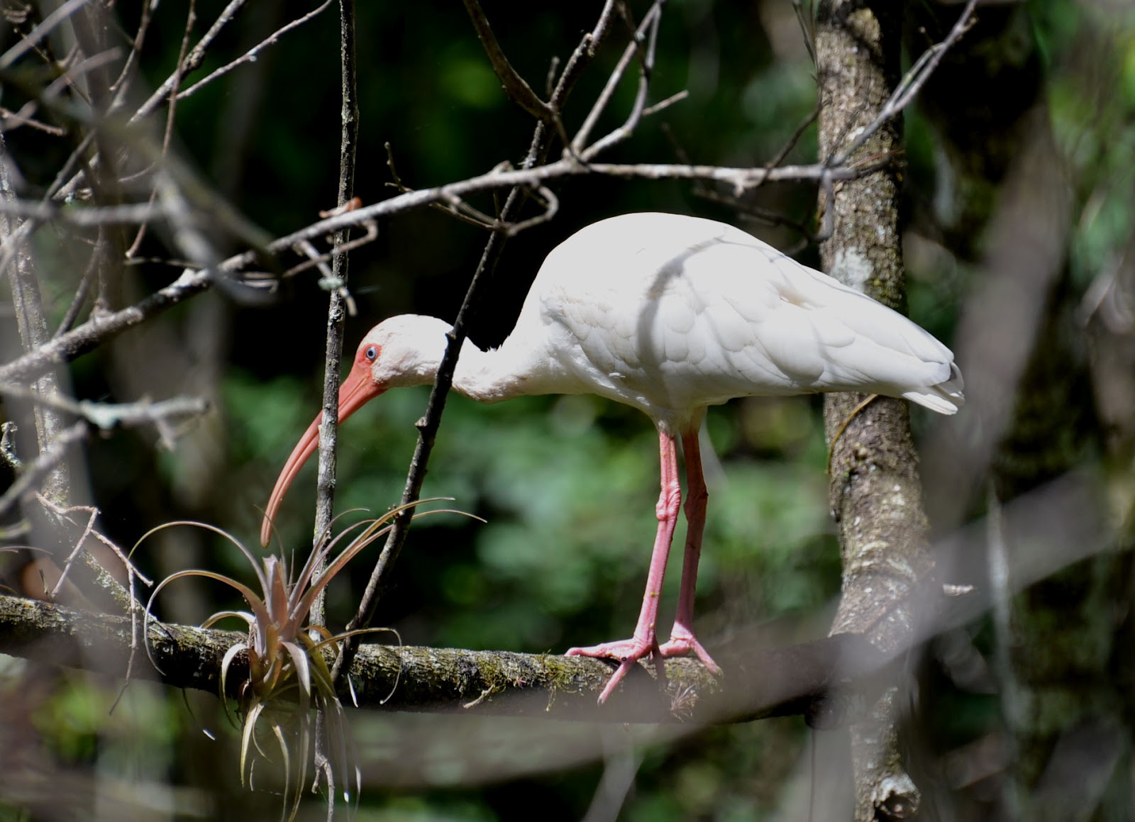Baugh's Blog: Photo Essay: Birds of Florida