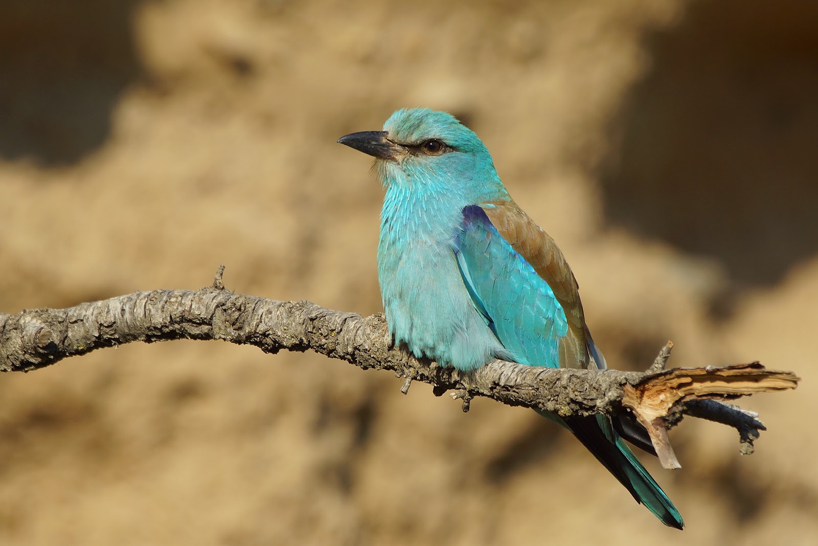 Pasión por las aves: Carraca.(Coracia garrulus)