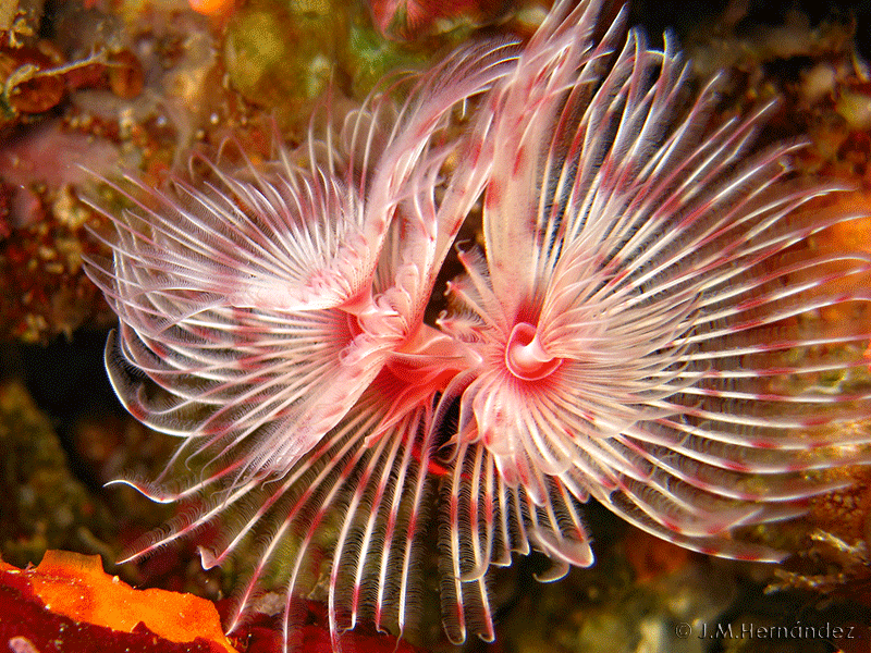 Juan Carlos Sedeño Mota: Resumen Semanal N ° 10 Phylum Anelida ...