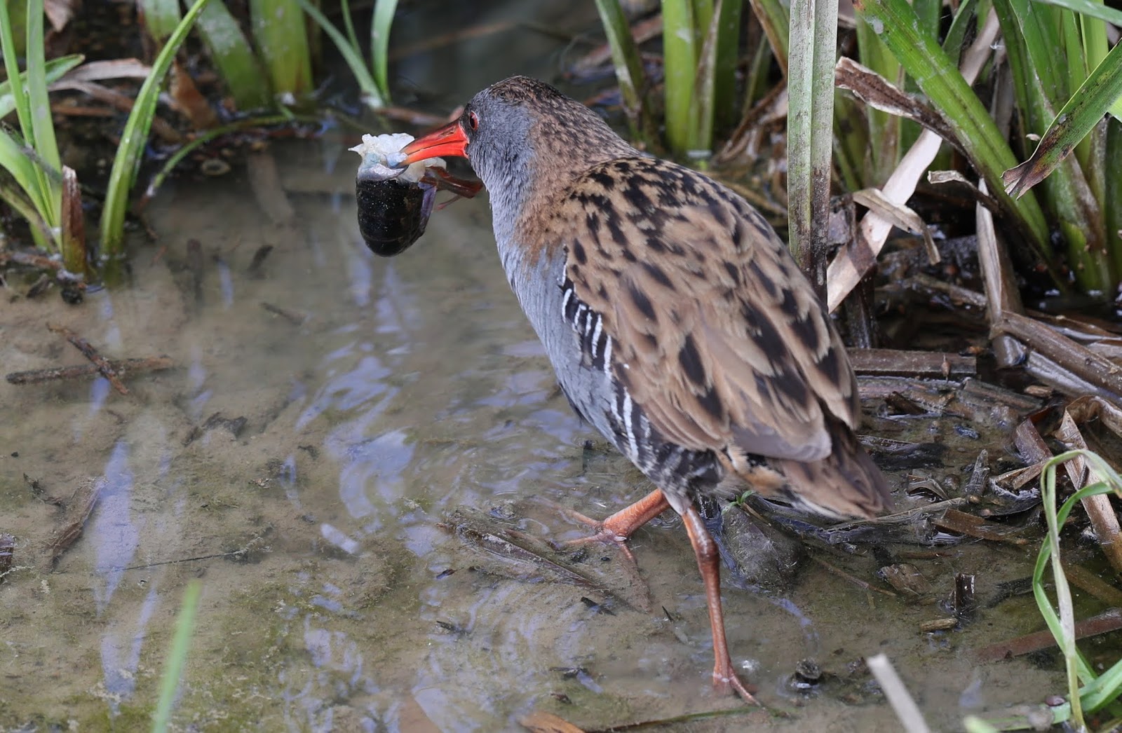 Blog de aves: Instantes alados: rascón en su habitat
