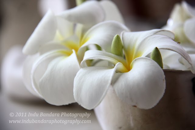 Pictures & Lines - A Blog by Indu Bandara: BEAUTIFUL MOMENTS