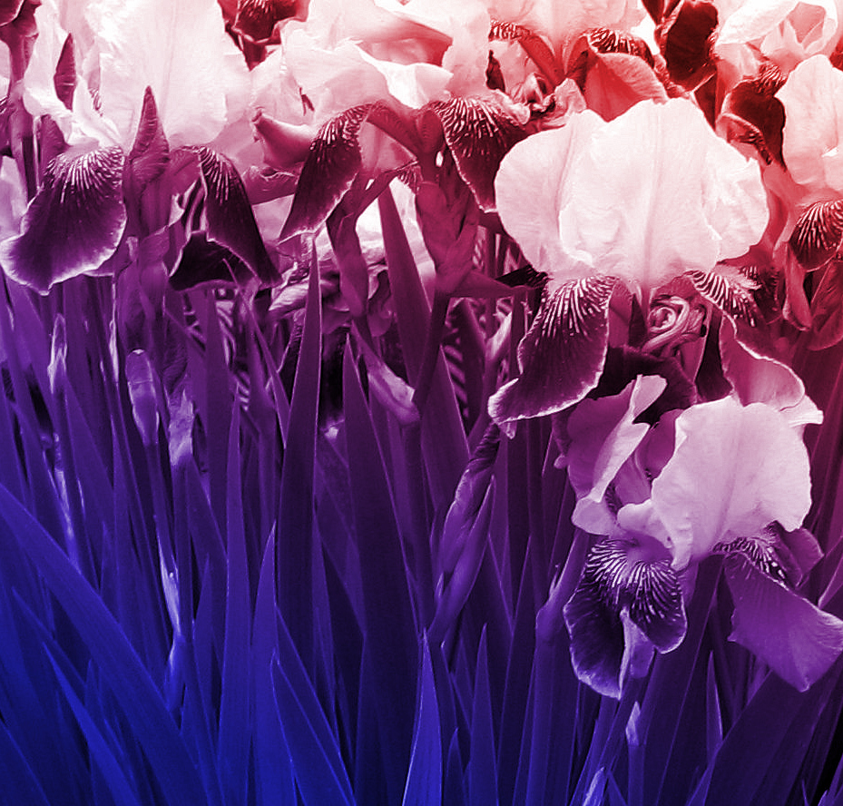 Allsparklesofnow: Irises