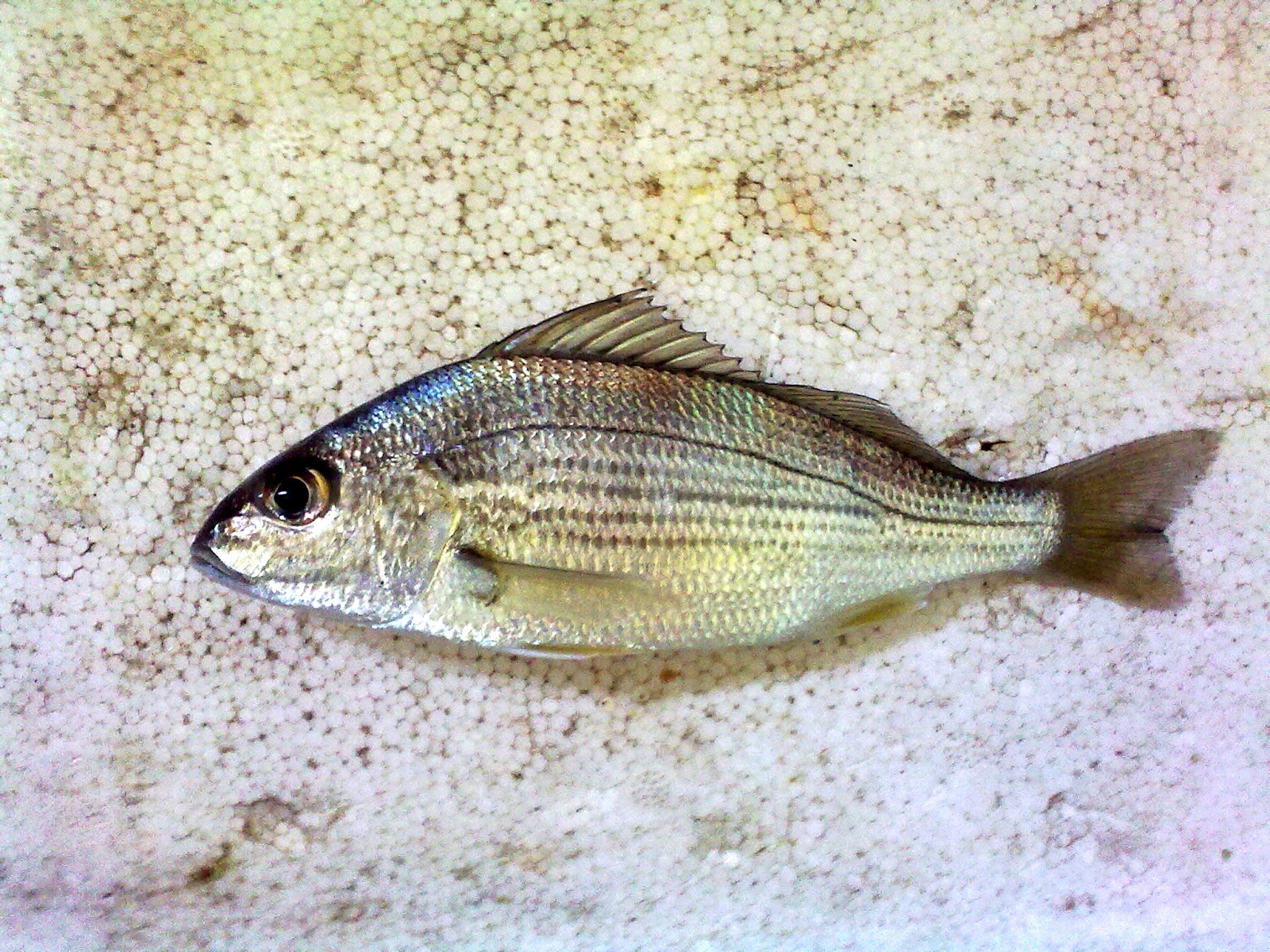 De pesca en el estado Vargas: Hoy 15 de abril estuvimos de pesca.