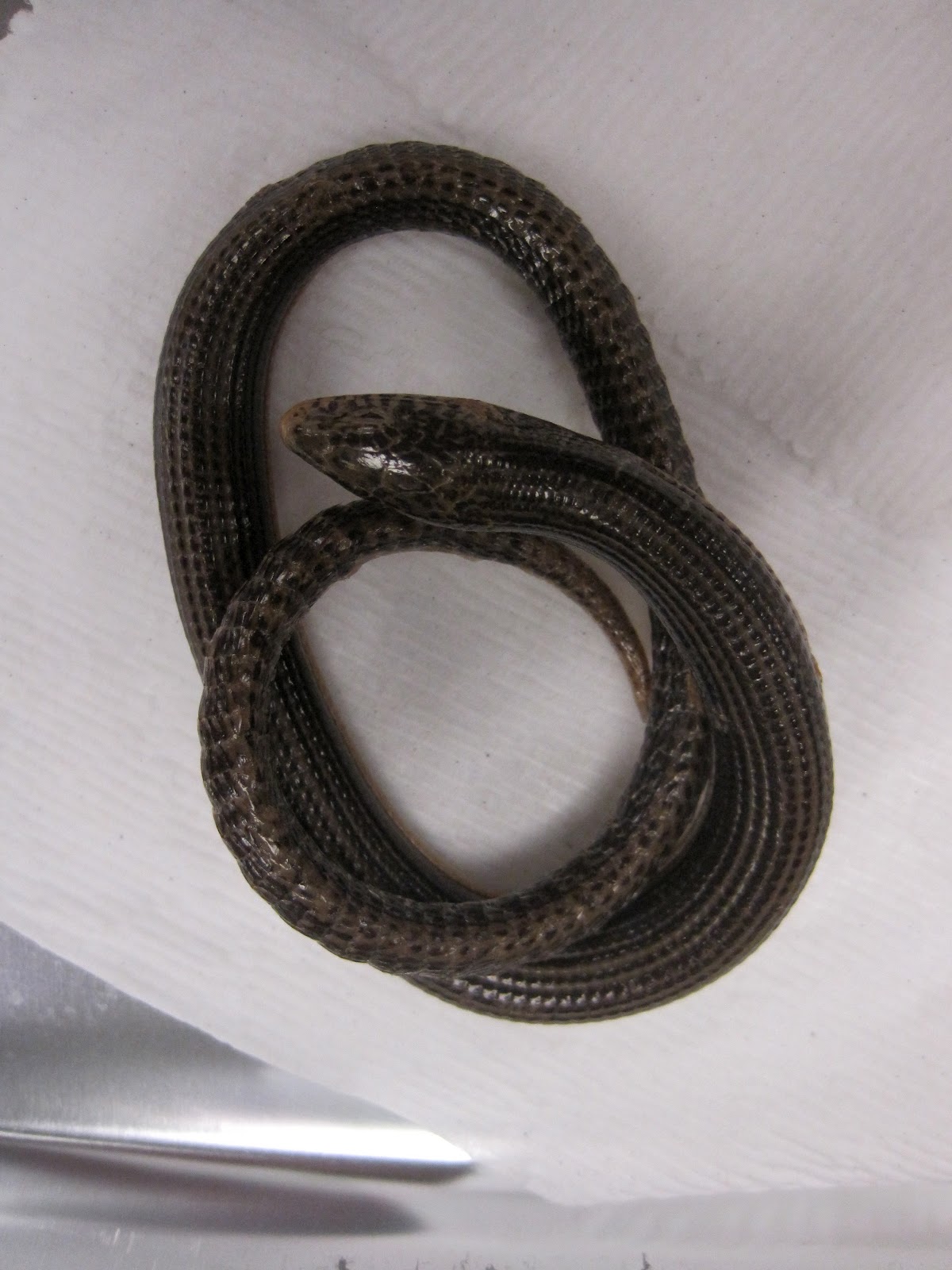 Biology of the Reptilia: Lab 5: Lepidosauria Part 1: Sphenodontida and ...