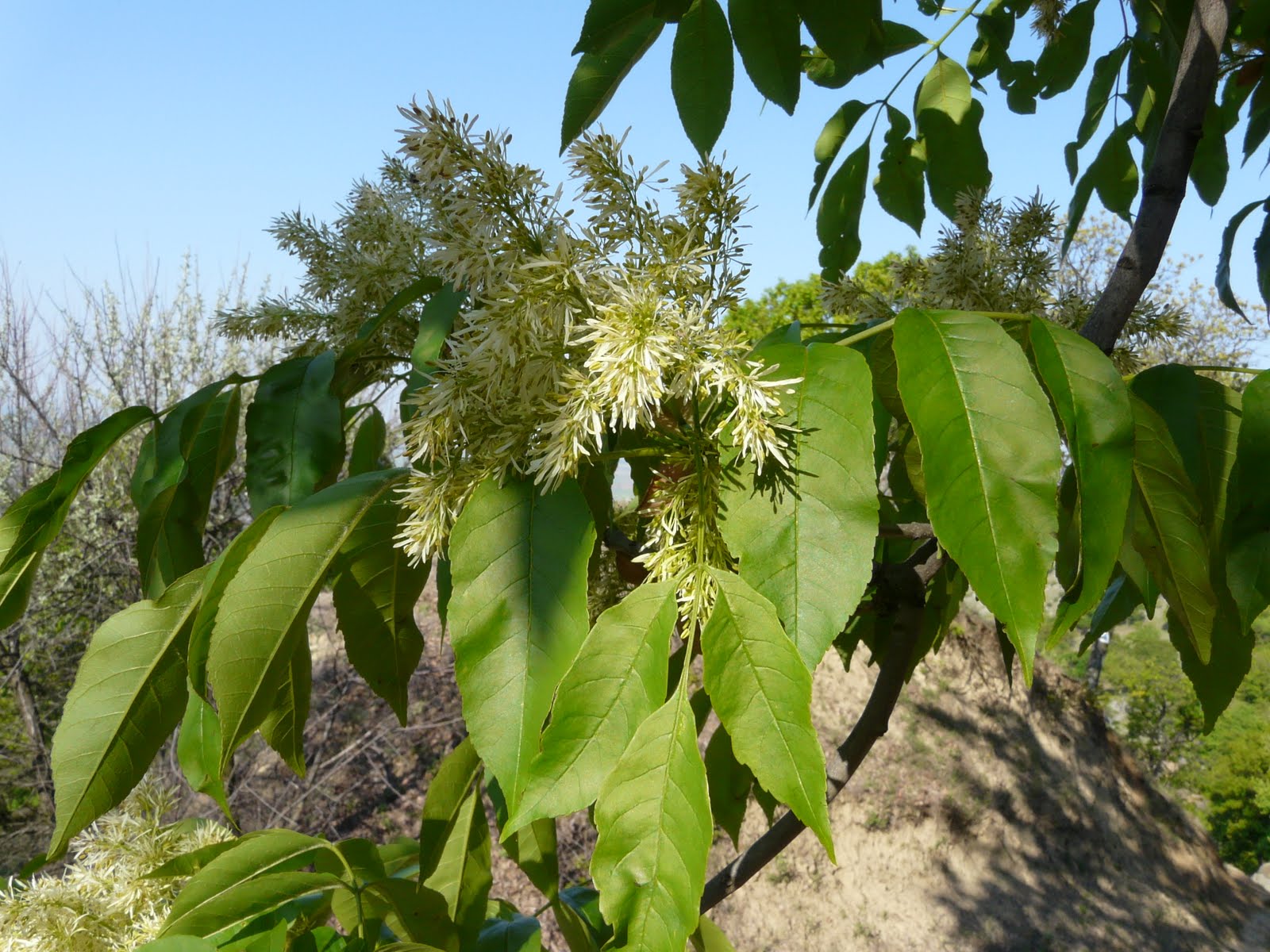 Gânduri, culori, sunete şi-nmiresmări: Copaci rezistenti la seceta ...