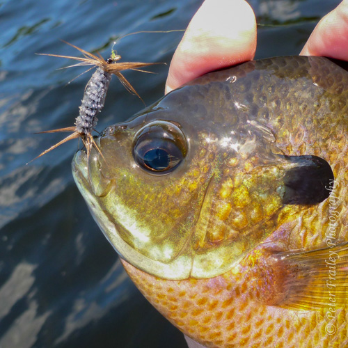 Fishing With Flies :: Blog: My very last "double hackle"