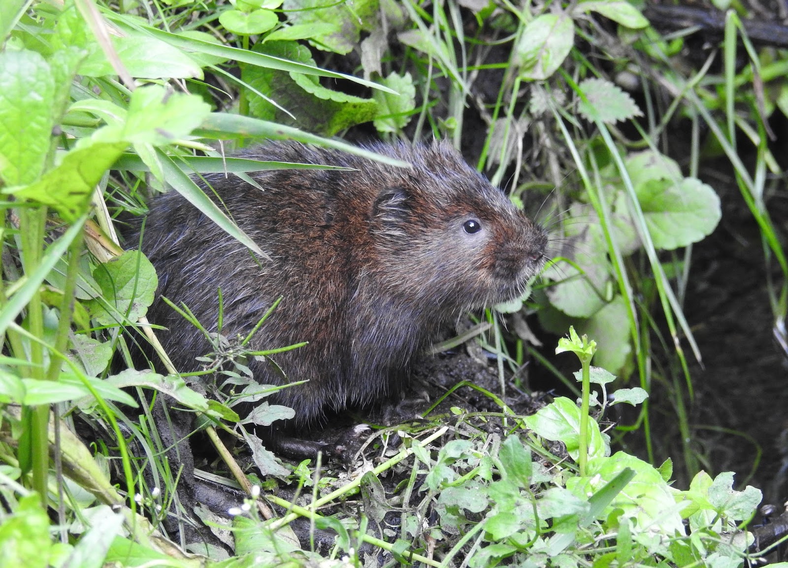 About a Brook: Squabbles