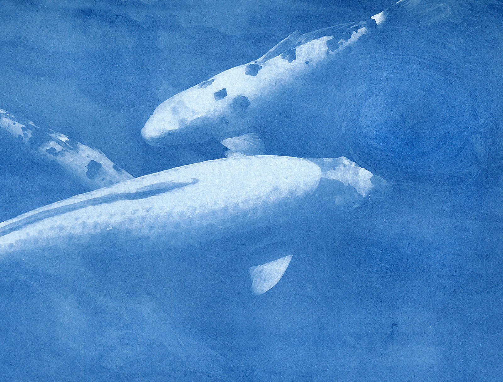 Stretching my comfort zone: Cyanotype final prints for Wed