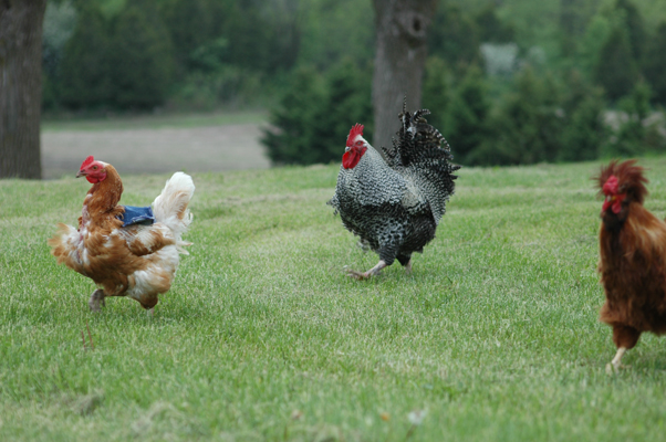 Knatolee's World: I should just call it "Chickens' World"...