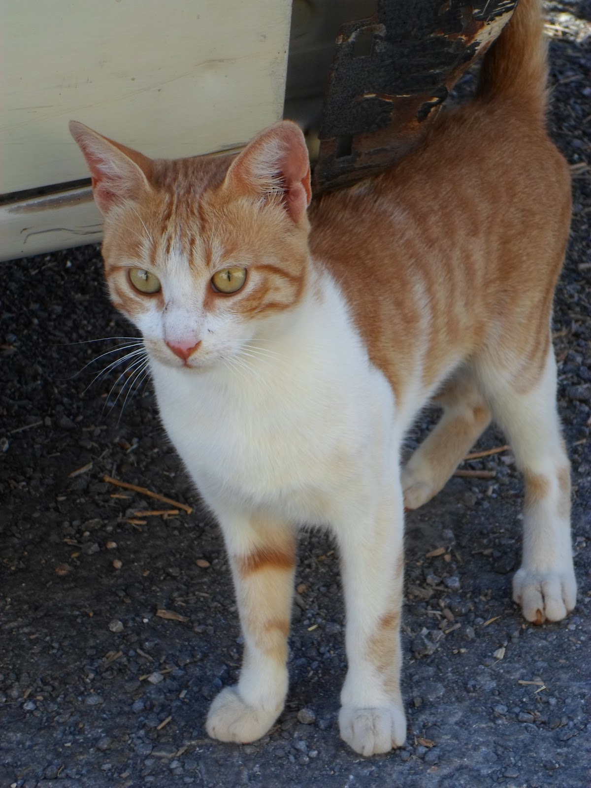 Cats Protection - Isle of Wight: Cretan cats