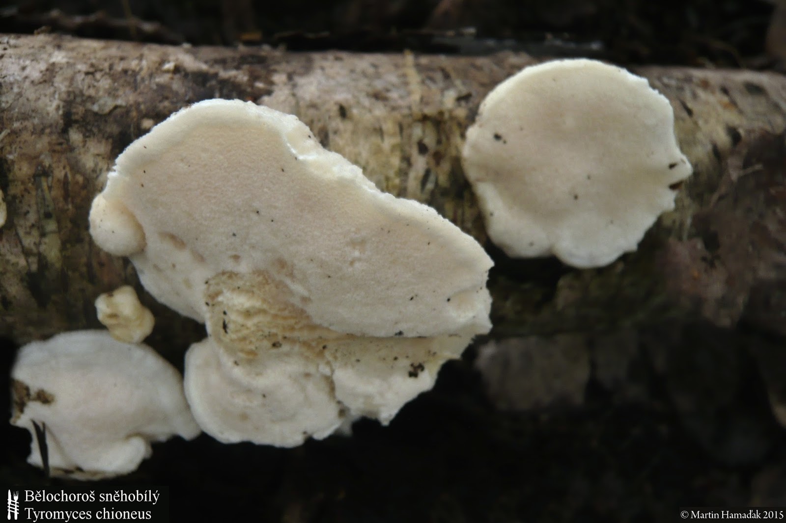Martin Hamadak - Fotogalerie: Bělochoroš sněhobílý - Tyromyces chioneus