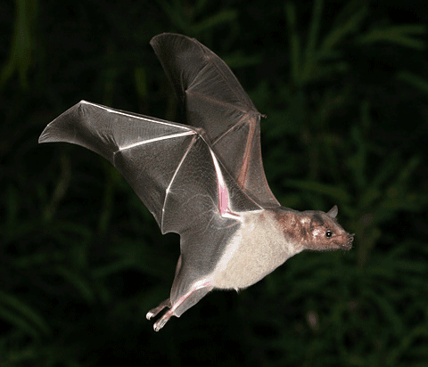 Bat, A Great Night Animals | Animal Lestari | All about Animals