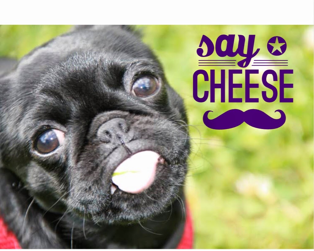 Too Cute Pugs: Mmmm...cheese