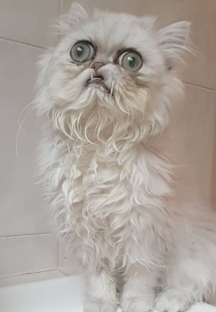 People Were Concerned About Wilfred The Cat, So We Got Answers - Best Pets