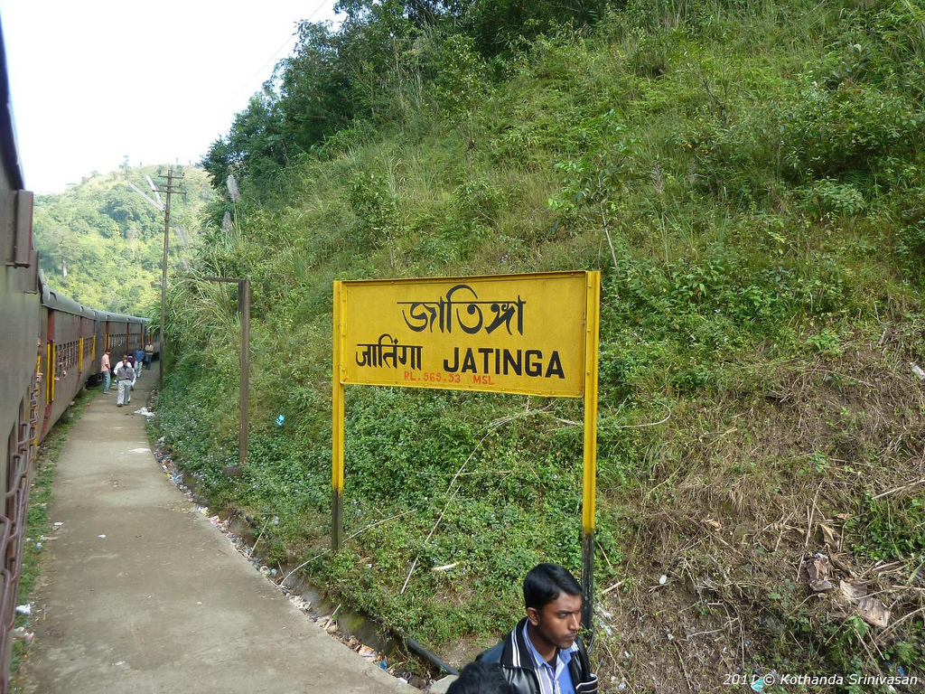 The Mystery of Bird Suicide in Jatinga, Assam, India - Geography for You