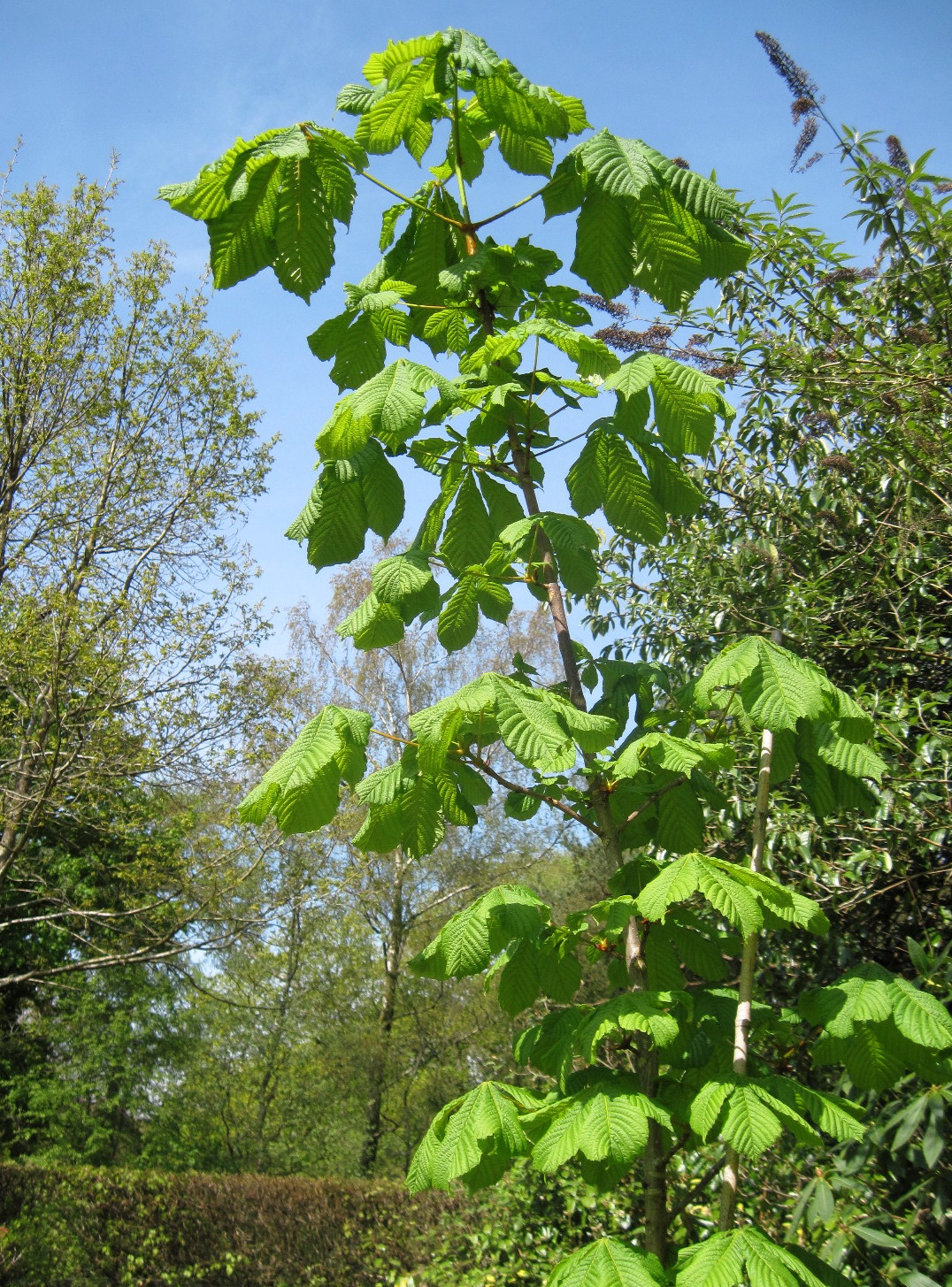 Flutterby Patch: Around the garden