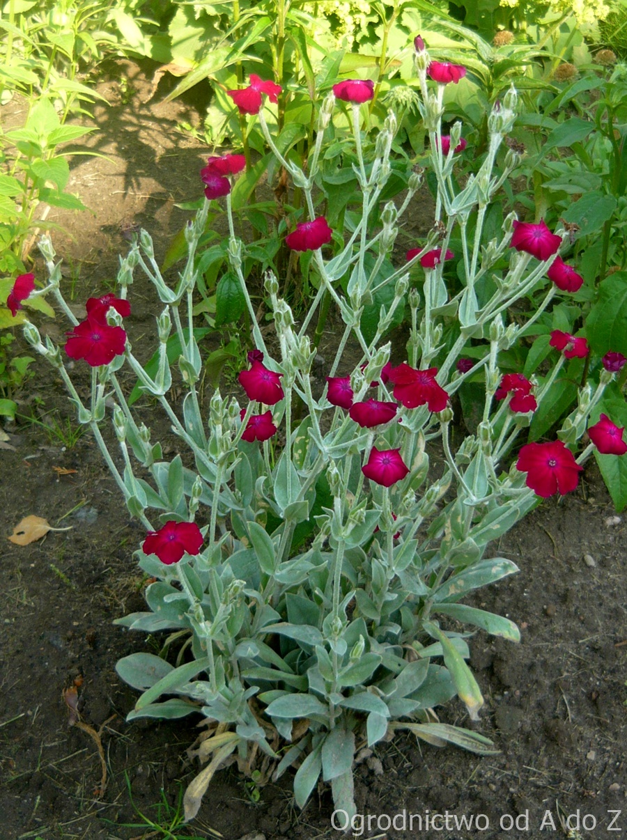 Firletka kwiecista- Lychnis coronaria (Rośliny w obiektywie)