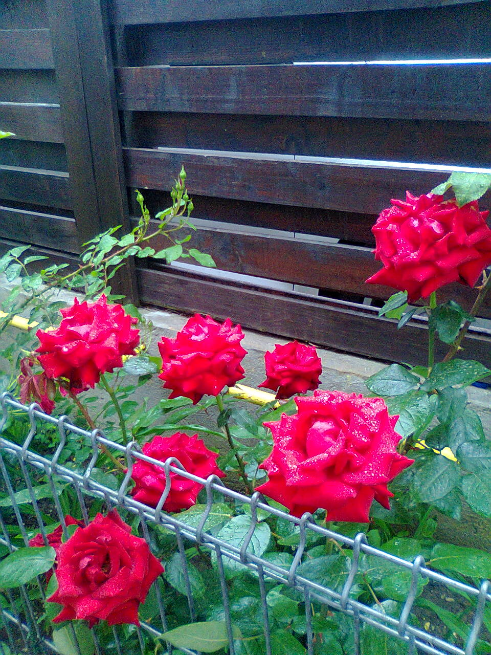 Adriana Hobby: Trandafirii în luna mai 2015