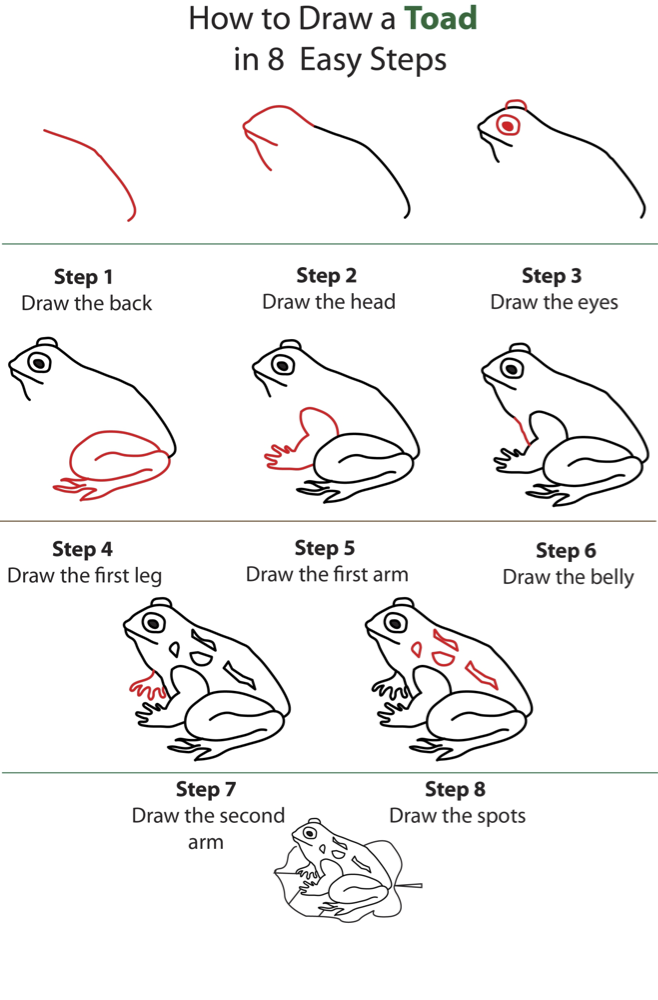How to Draw Toad - How to Draw Animal