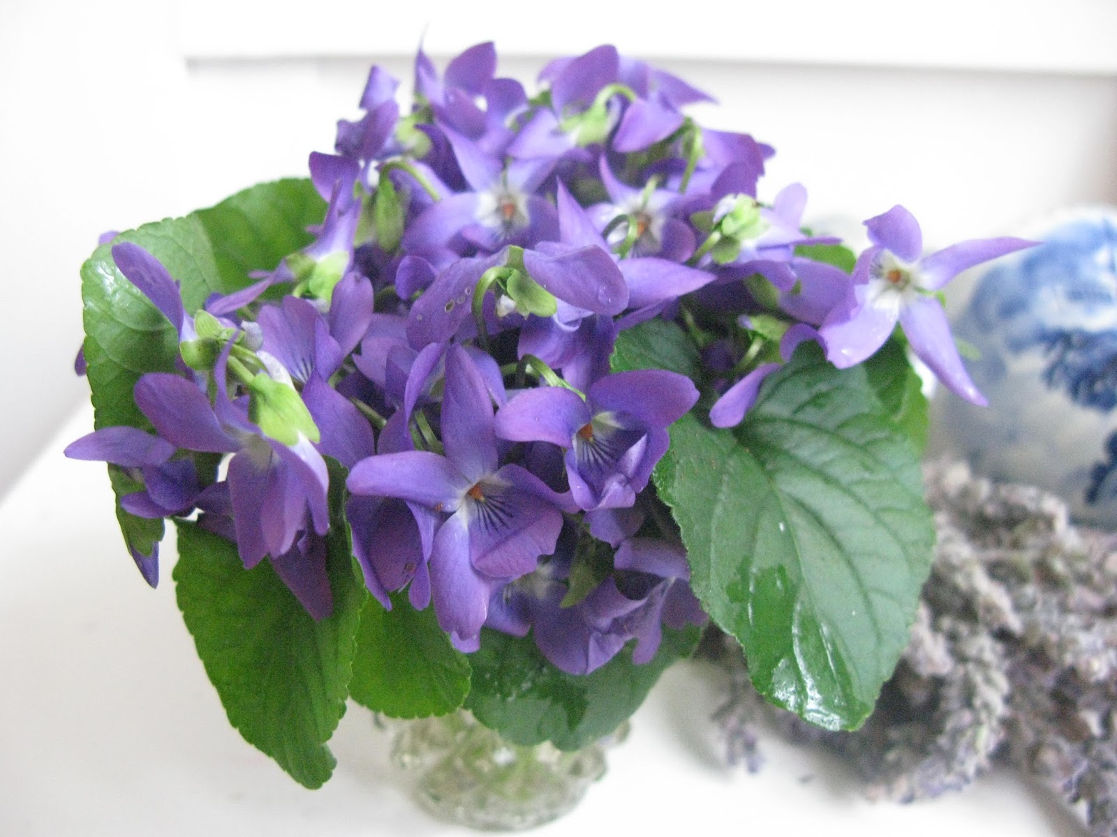 Devonhouse Recollections: VIOLETS AND VASES