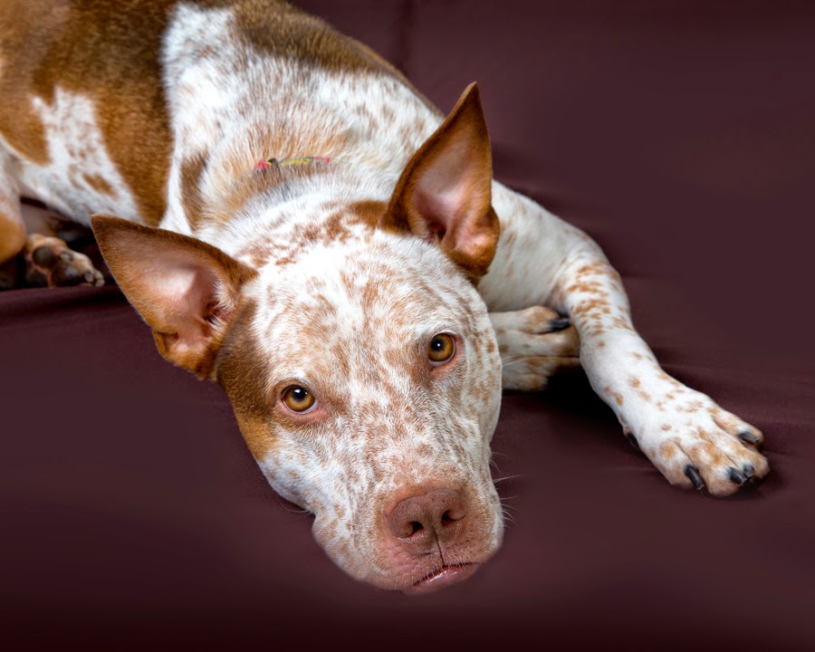 Shelter Dogs of Portland: "RUSTY" awesome Cattle/ boxer or bully type ...