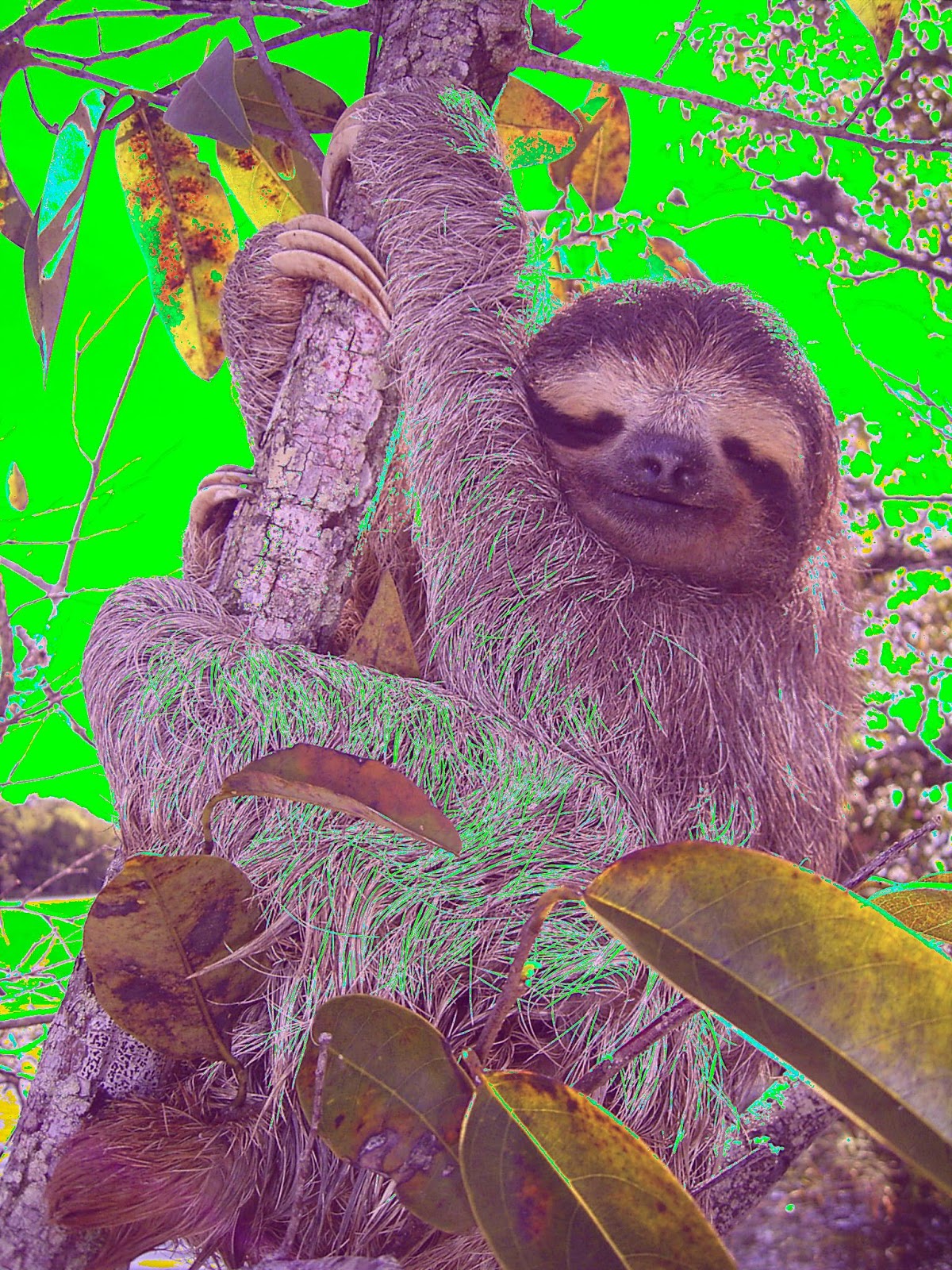 Computer Science for the Slothful: Interfaces in action with the Go ...