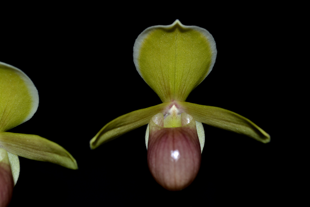 Paphiopedilum helenae orchid plant care and culture | Travaldo's blog
