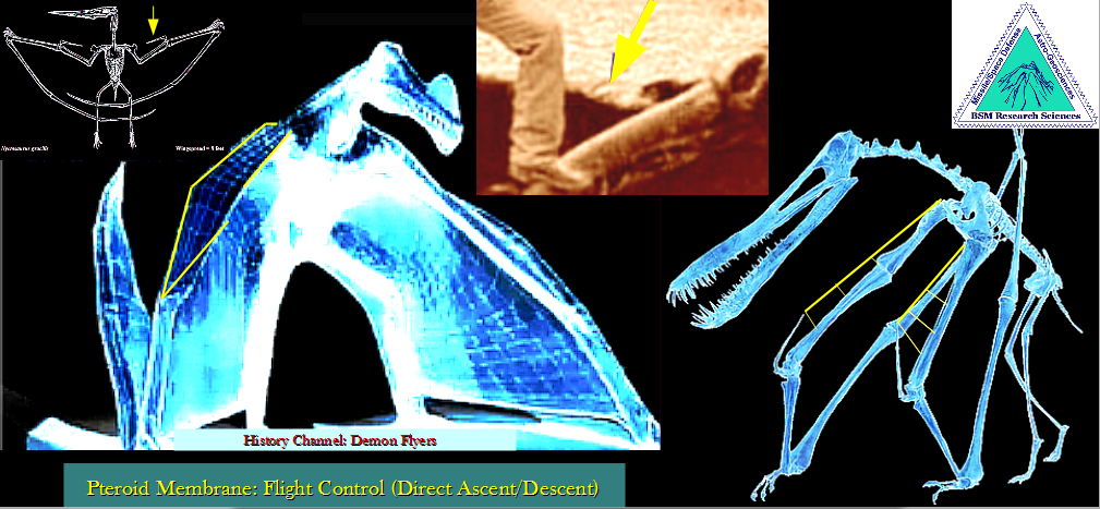 BSM Research Sciences: Pterosaur and ROPEN Chemiluminesence : Pterosaur ...
