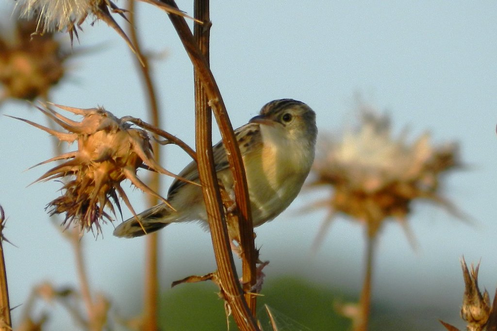 AVES DE ANDALUCÍA: Buitrón